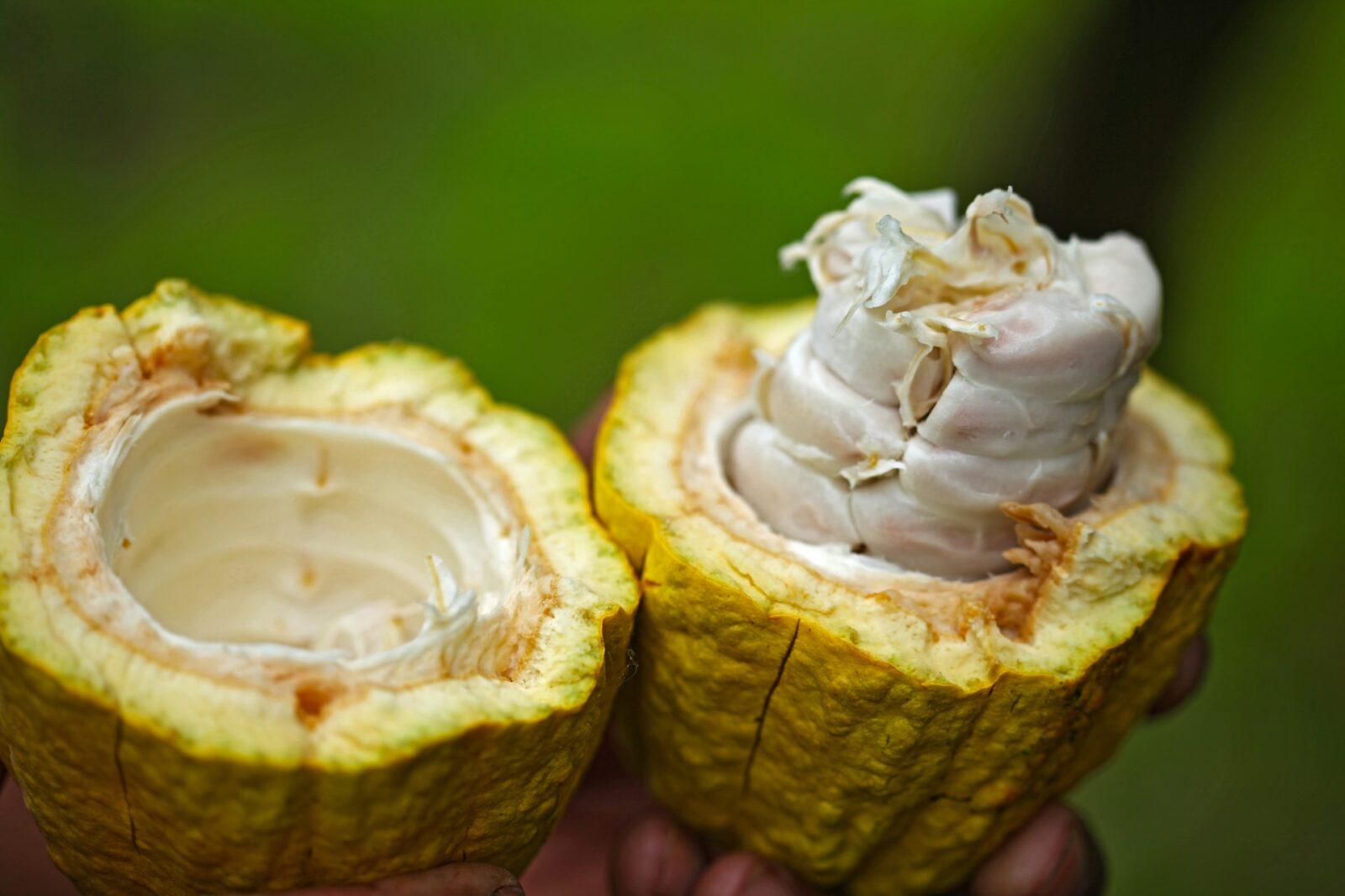 Puerto Rico Chocolate Experience - The Luxury Report